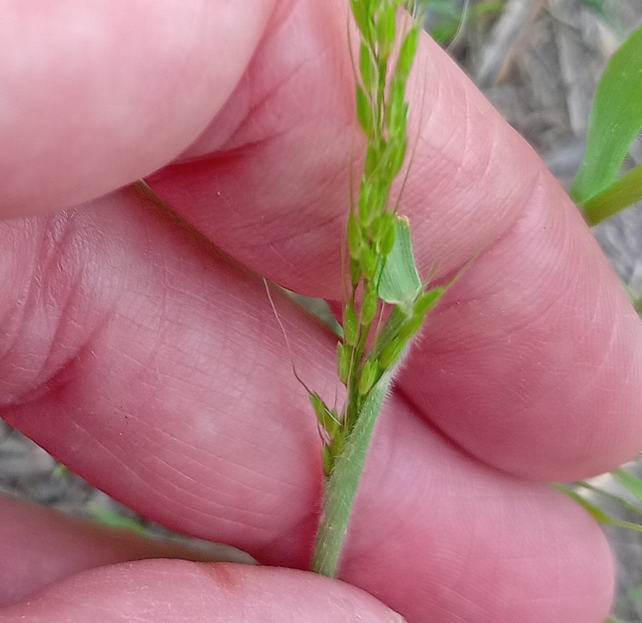 Limnodea L.H.Dewey
