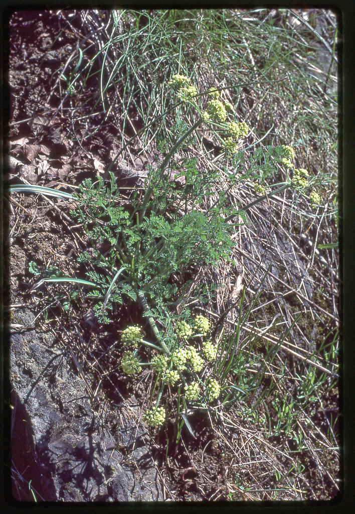 bigseed biscuitroot from Market District, Eugene, OR 97401, USA on ...