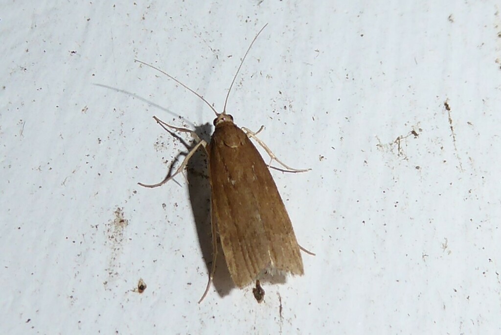 Moss-eating Crambid Snout Moths from Waikouaiti, New Zealand on April ...