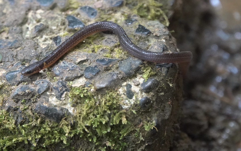 Gervais' Worm Snake from Consocep Nature Park, Tigaon, Camarines Sur ...