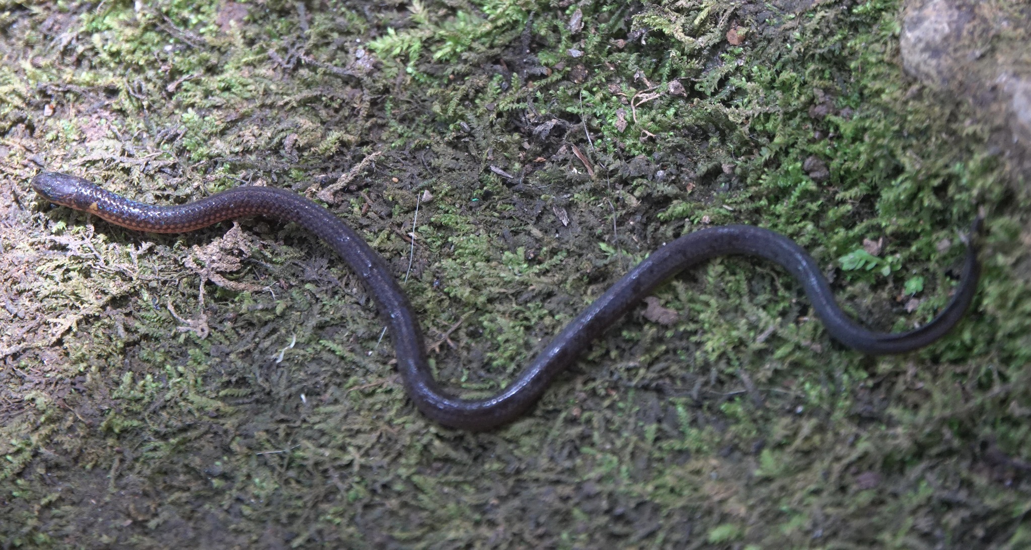 Calamaria H.Boie, 1827