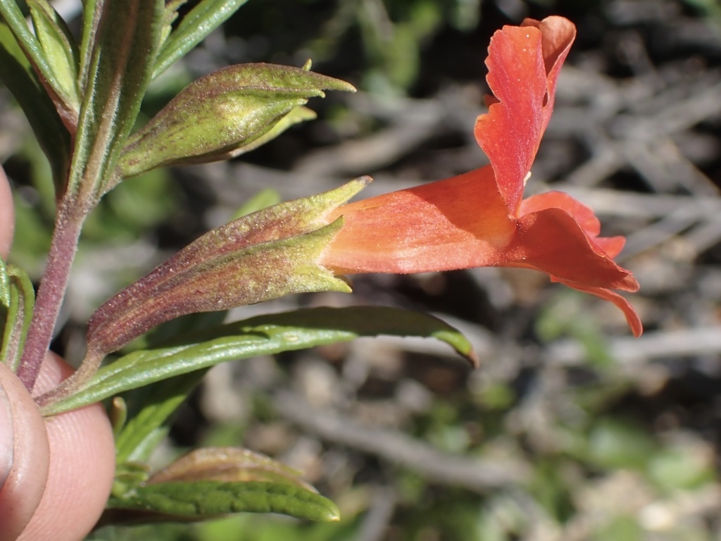 bush monkeyflowers in April 2023 by Aaron Echols · iNaturalist
