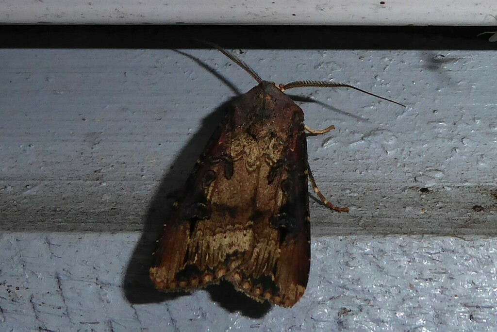 Ipsilon Dart Moth from Waikouaiti, New Zealand on April 10, 2023 at 10: ...