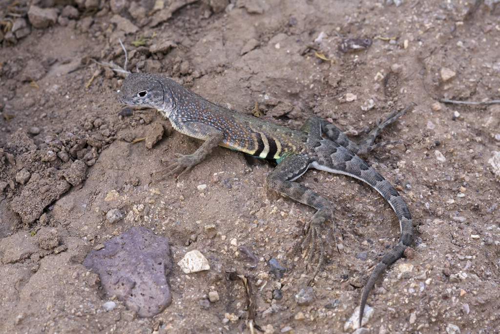 Greater Earless Lizard (Lizards of Highlands Center for Natural History ...