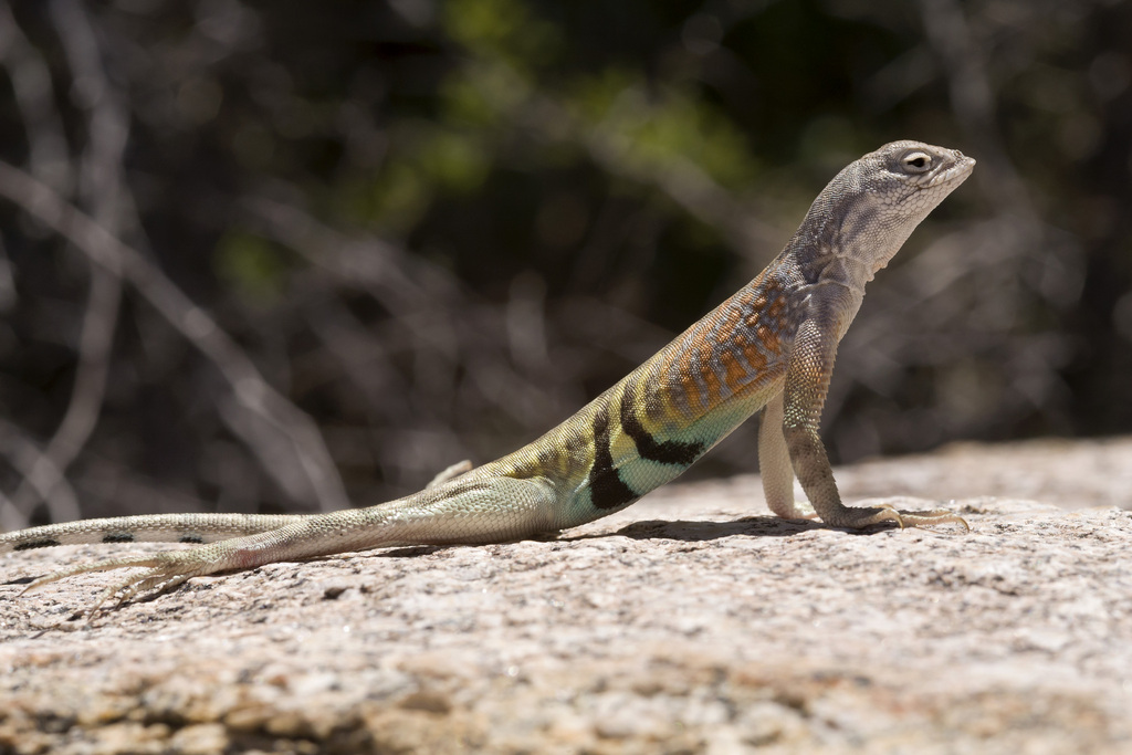 Greater Earless Lizard (Lizards of Highlands Center for Natural History ...