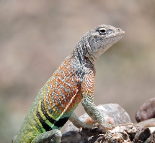 Greater Earless Lizard (Lizards of Highlands Center for Natural History ...