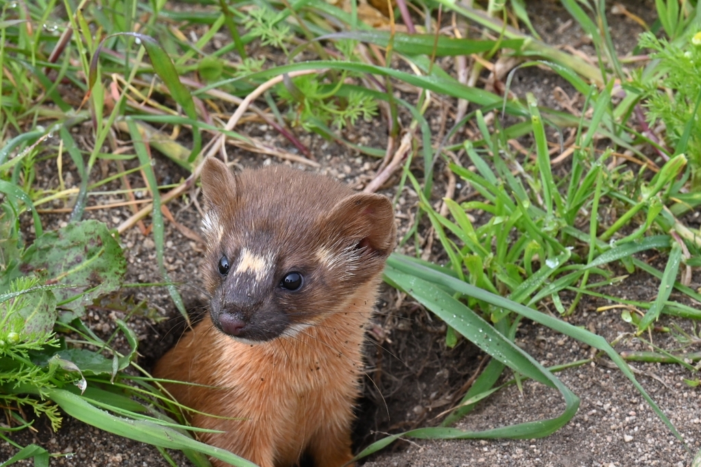 Long-tailed Weasel from Inverness, CA 94937, USA on April 10, 2023 at ...