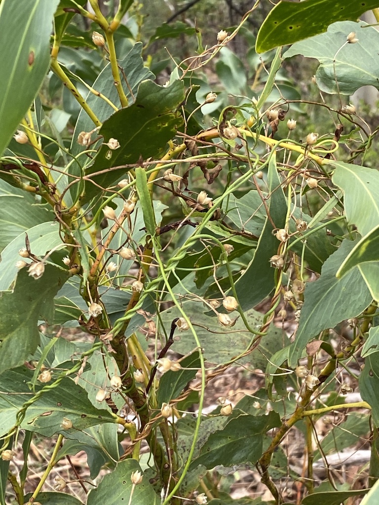 Australian bindweed from Cleland, Adelaide Hills -Ranges, AU-SA, AU on ...