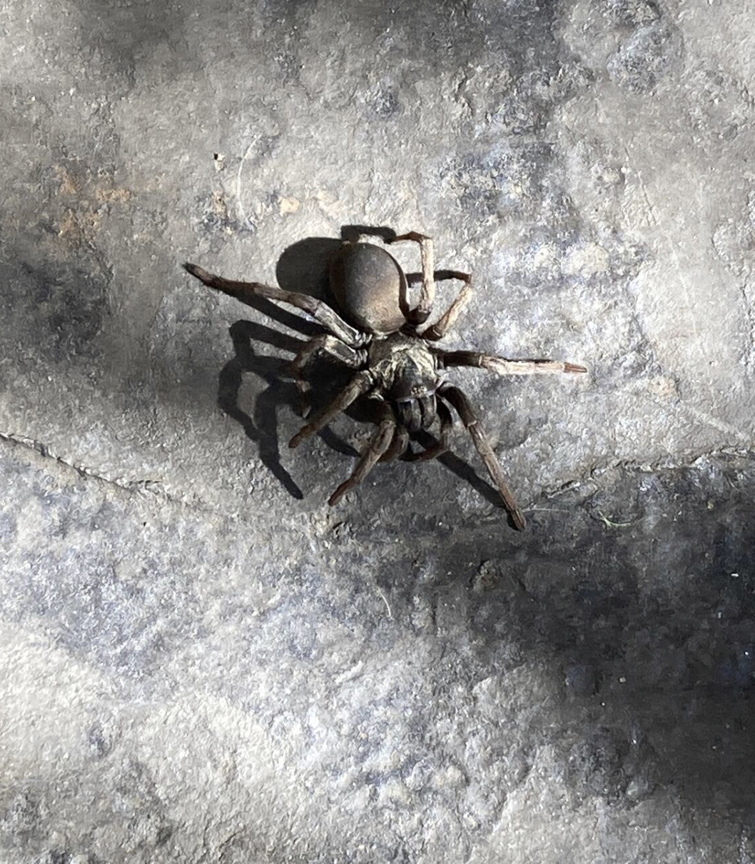 Calisoga longitarsis (Simon, 1891)