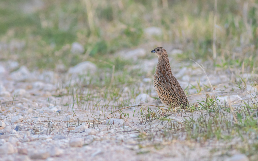 Brown Quail from Coorong SA 5264, Australia on March 9, 2022 at 07:05 ...