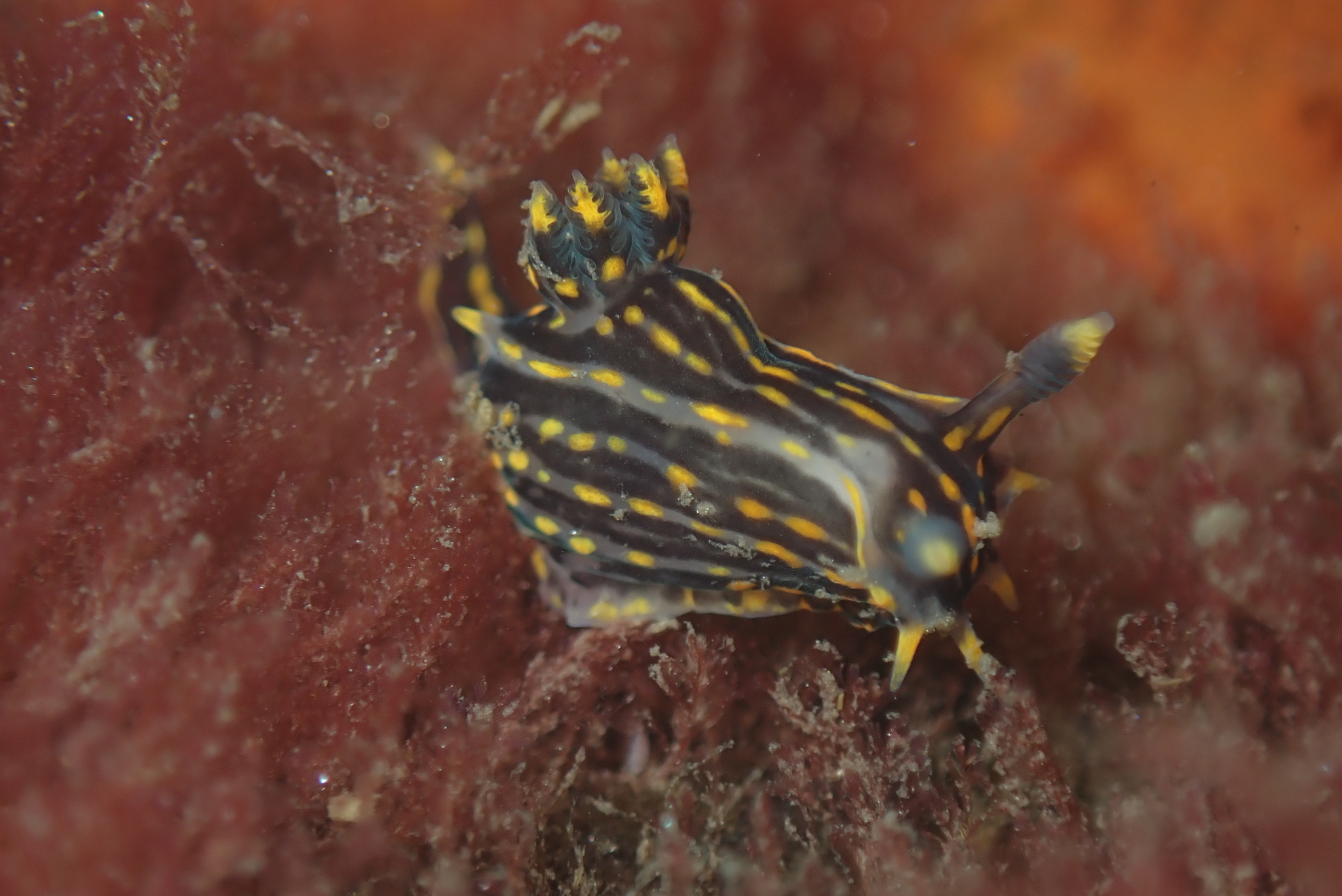 Polycera atra MacFarland, 1905