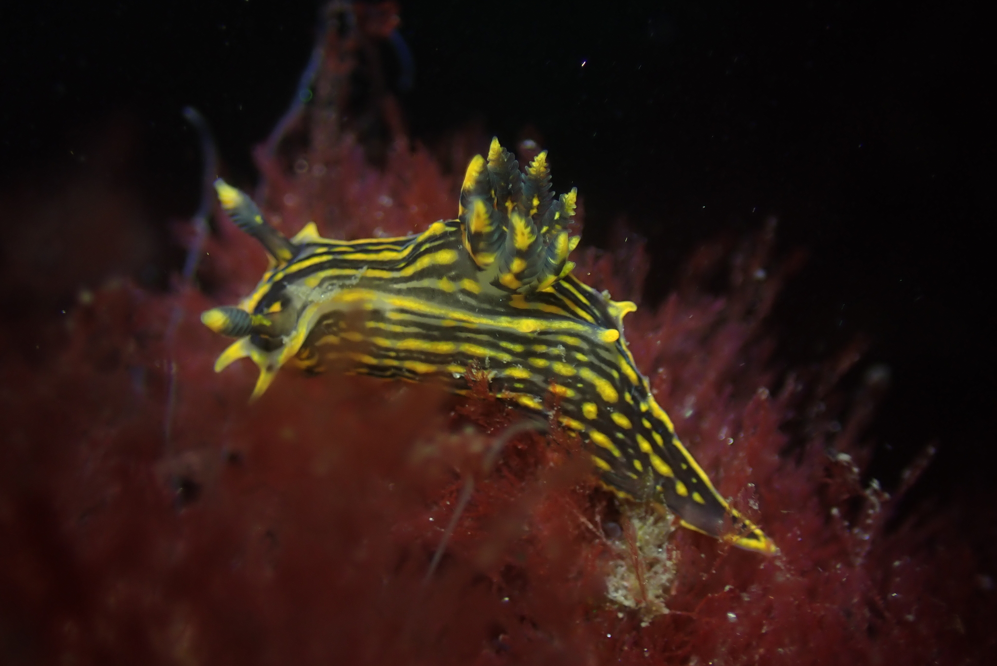 Polycera atra MacFarland, 1905