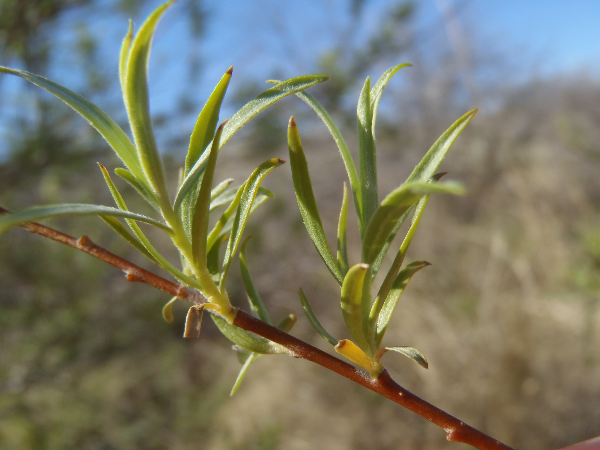 Salix taxifolia Kunth