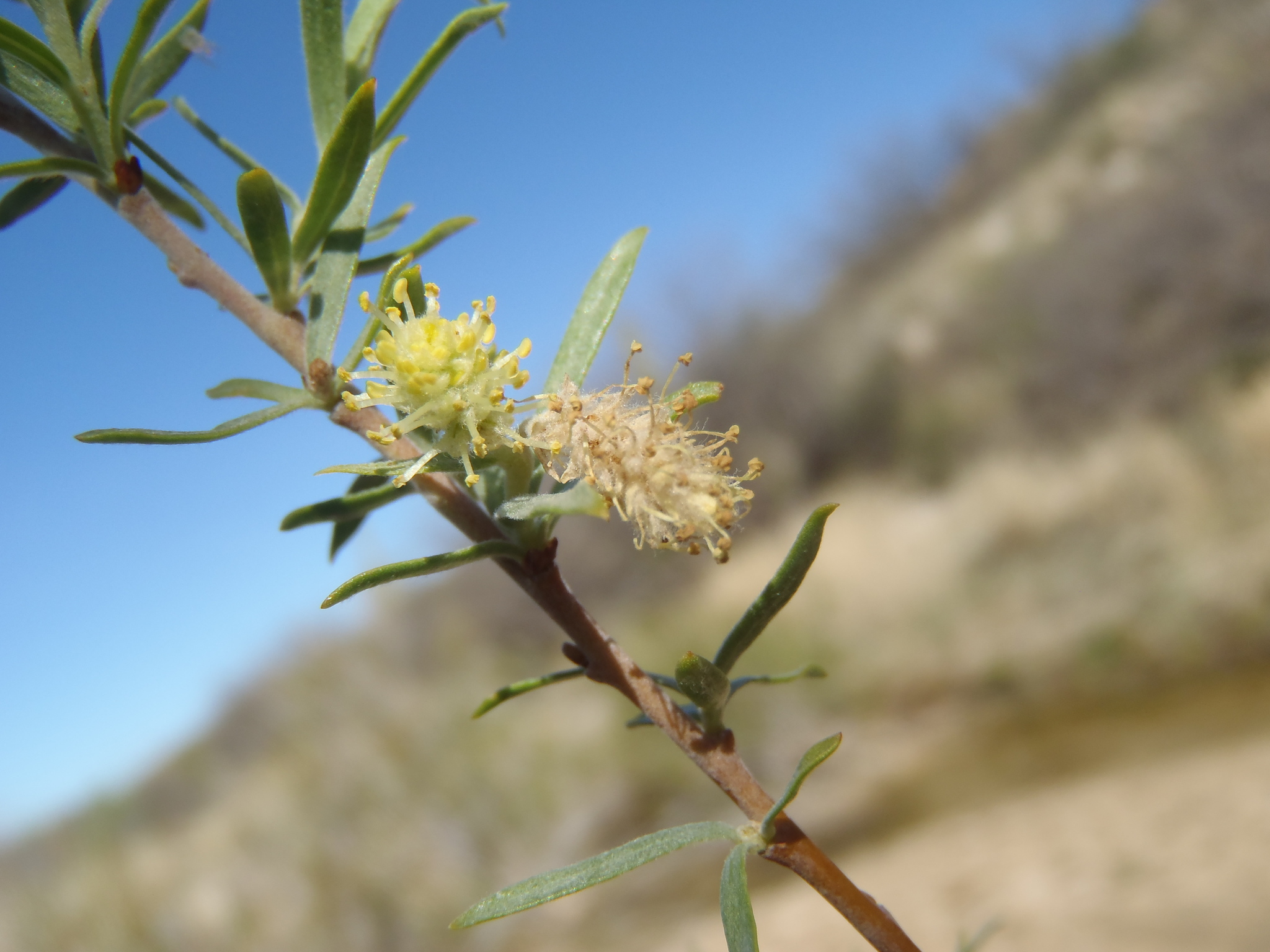 Salix taxifolia Kunth
