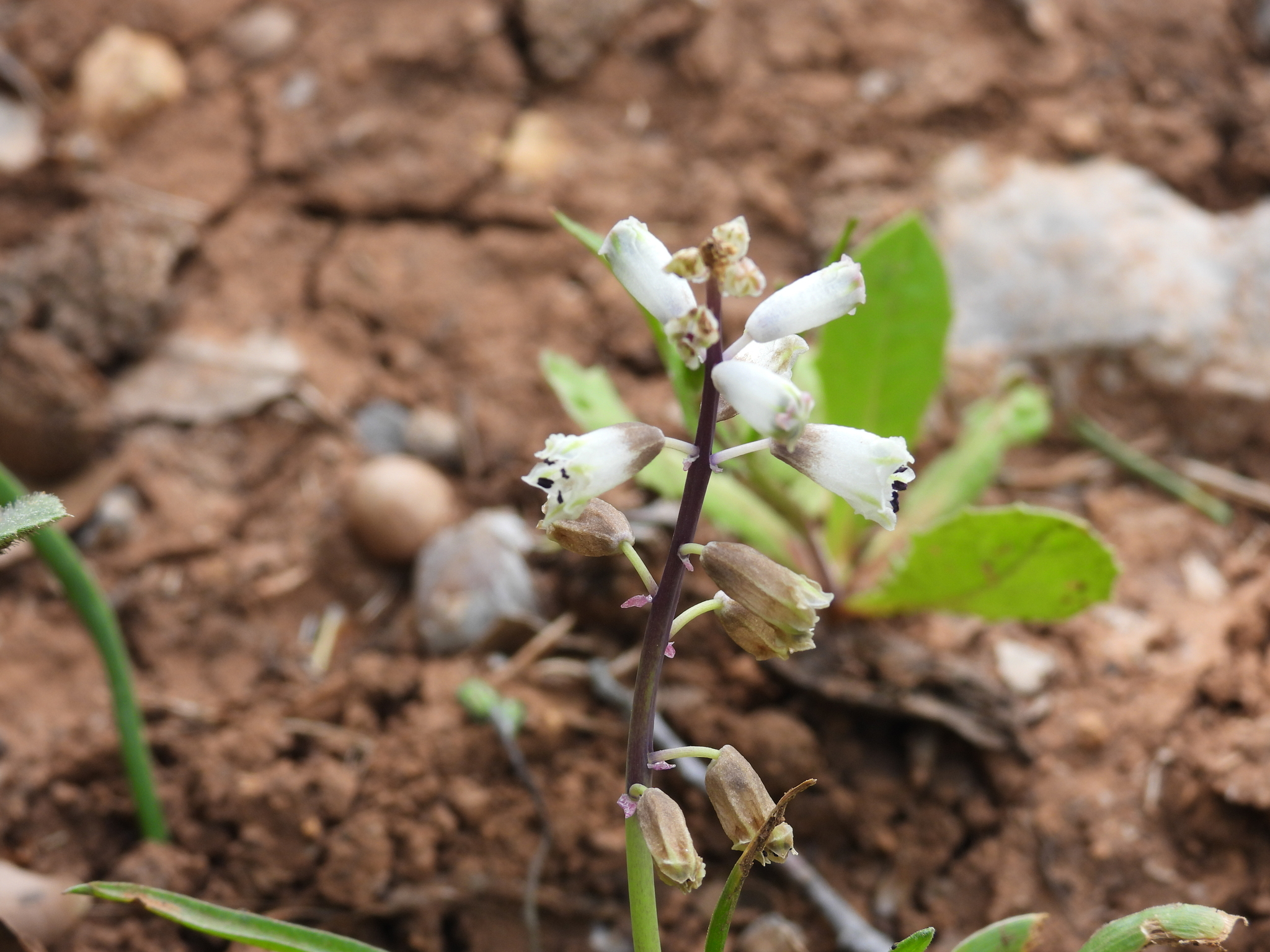 Bellevalia flexuosa Boiss.