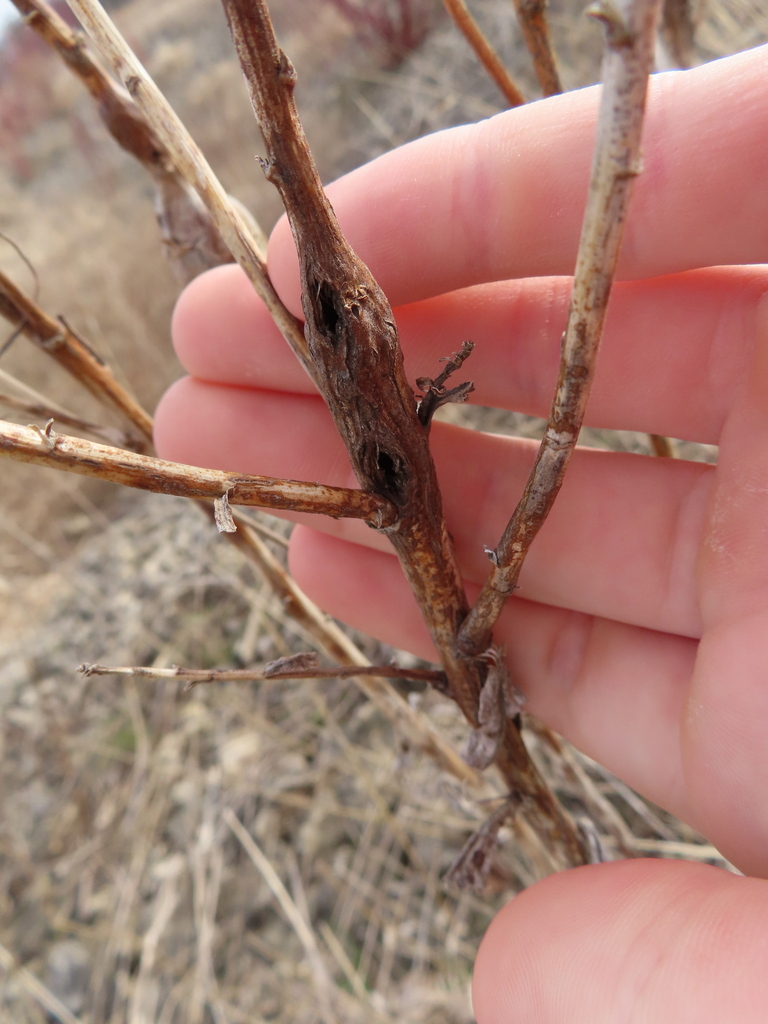 Butterflies and Moths from Dodge County, WI, USA on April 10, 2023 at ...