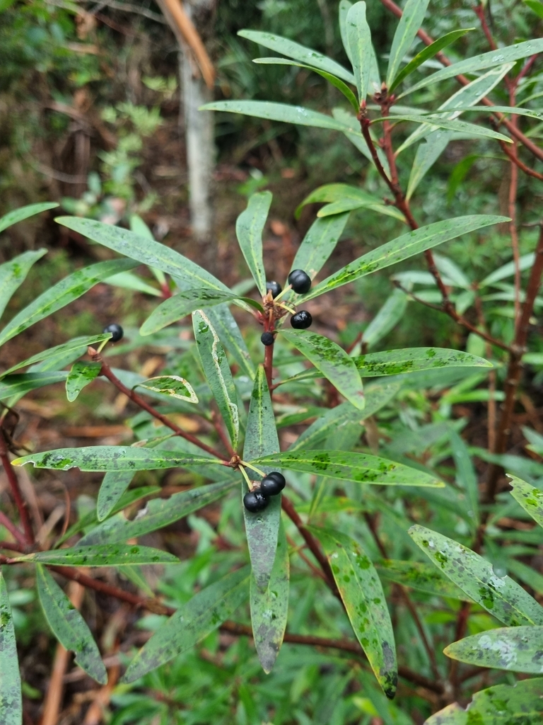 Mountain Pepper from Errinundra, E. Gippsland - Orbost, AU-VI, AU on ...
