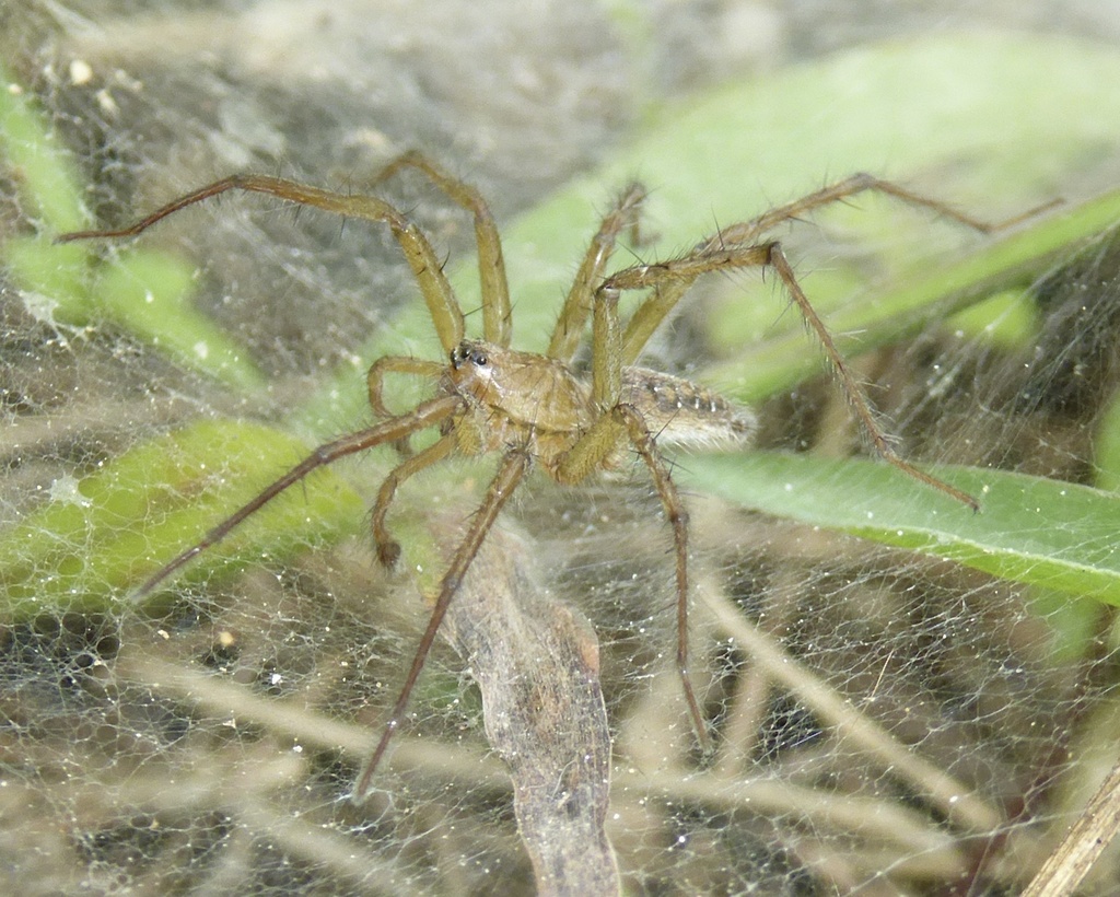 Funnel-web Wolf Spiders from 珠海大道8469号, 珠海市, 广东省, CN on April 11, 2023 ...
