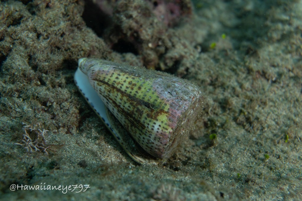 Leopard Cone in April 2023 by Craig Fujii · iNaturalist