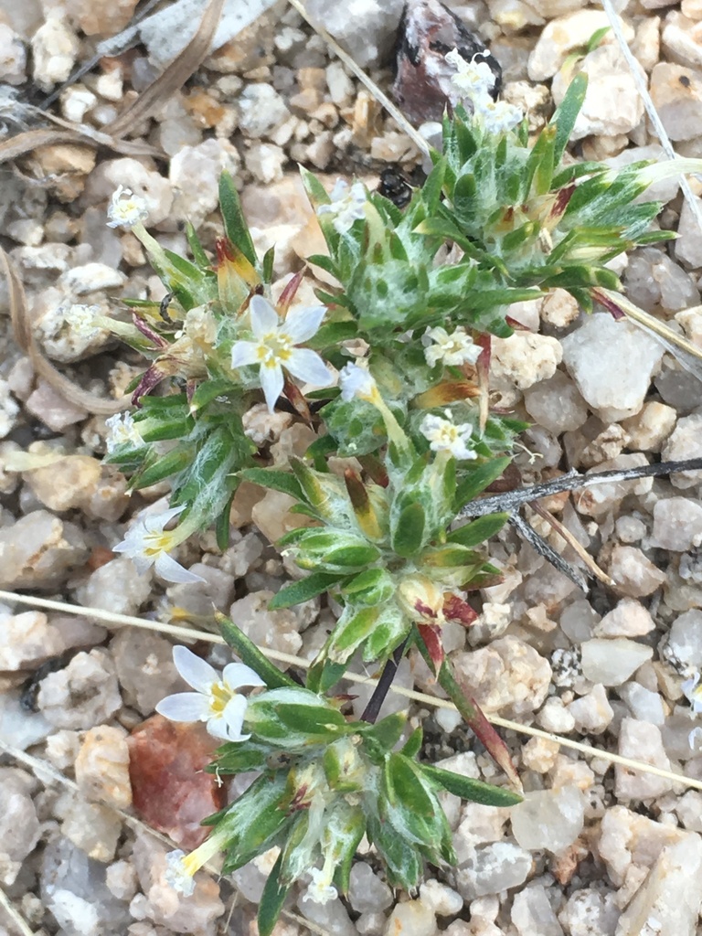 spreading woollystar from San Bernardino County, CA, USA on June 2 ...