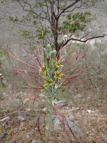 Amole (Manfreda variegata)