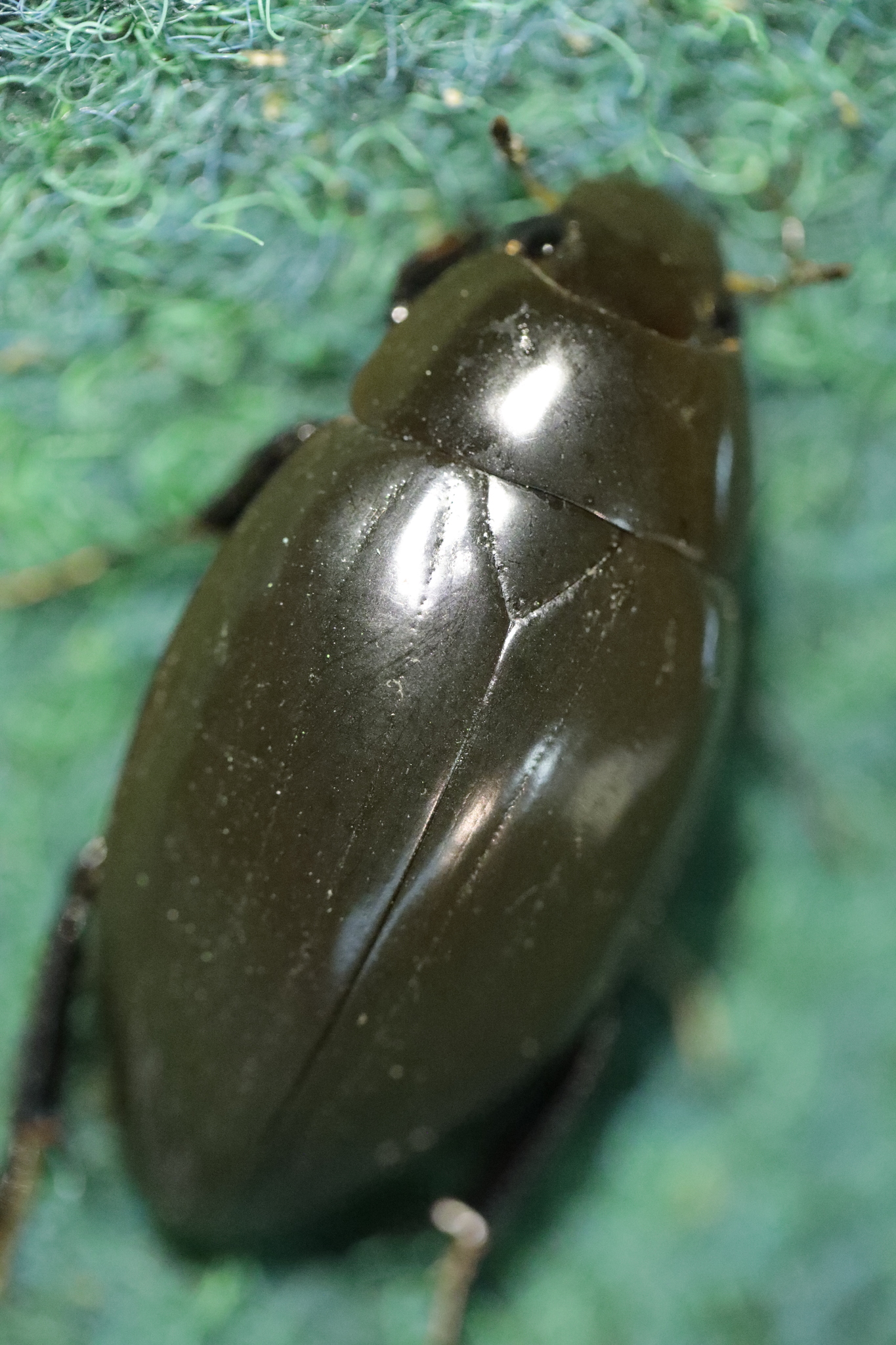 Hydrophilus piceus (Linnaeus, 1758)