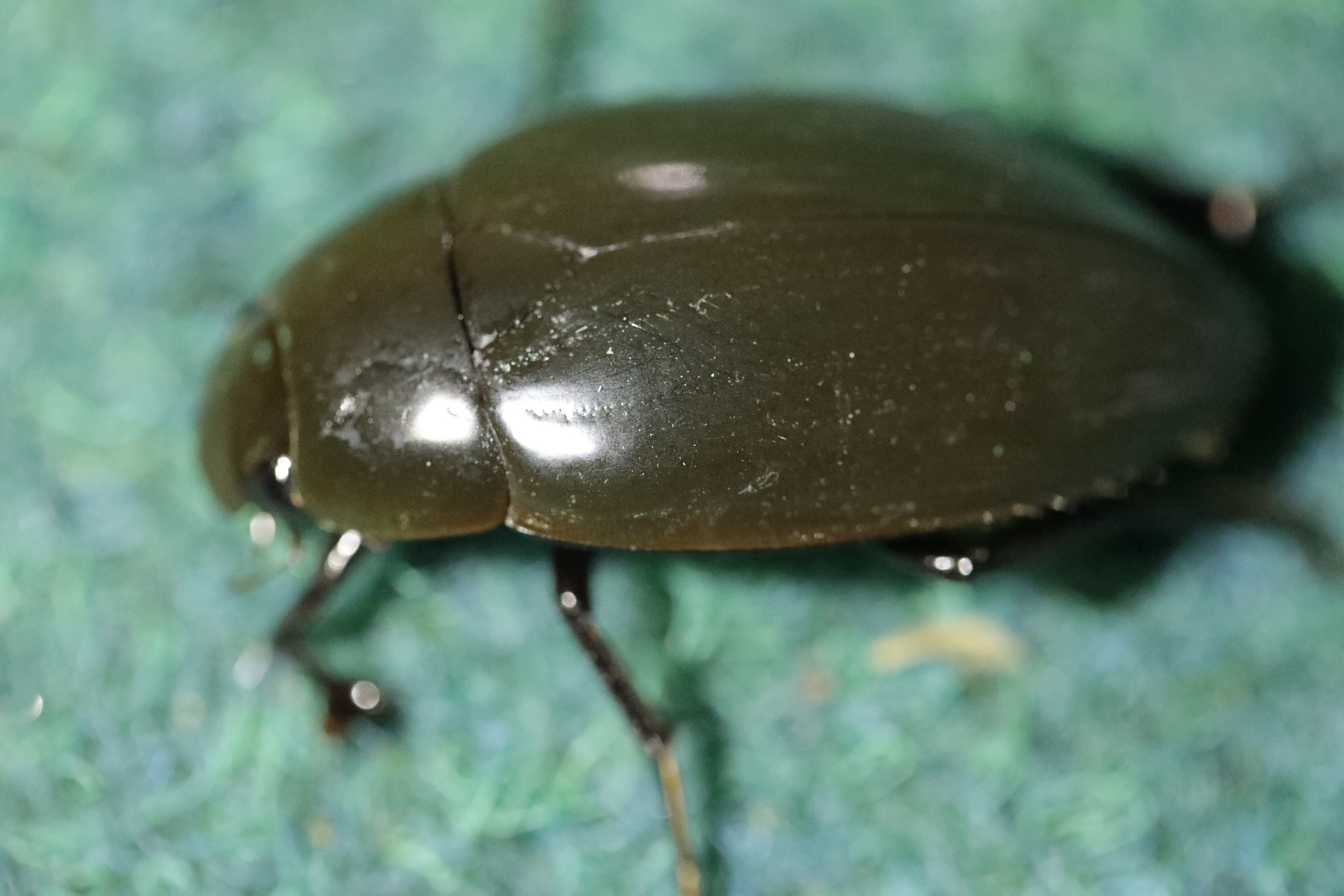 Hydrophilus piceus (Linnaeus, 1758)