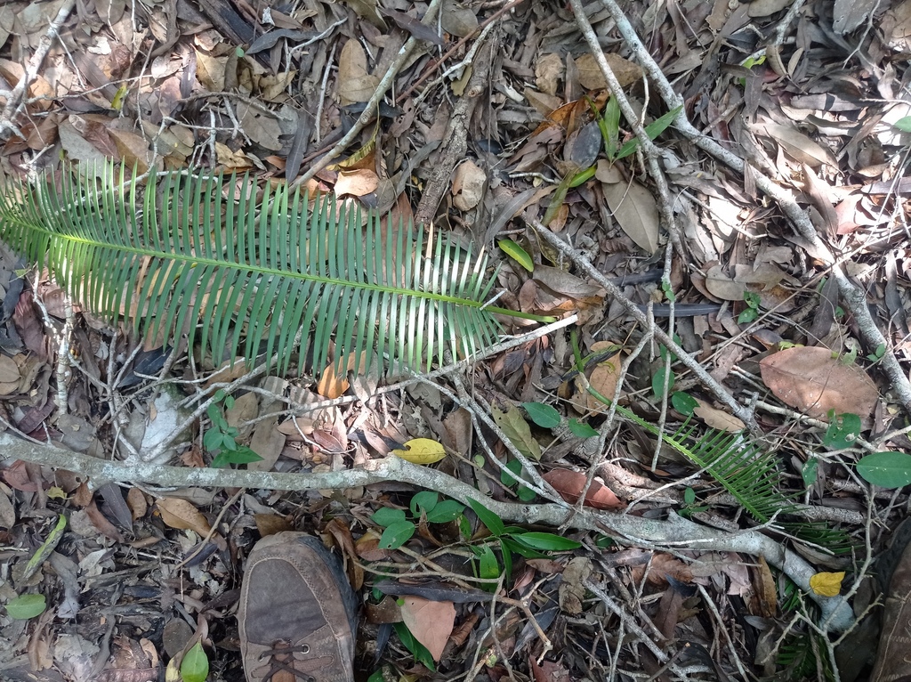 Chestnut Dioon in March 2023 by Guillermo H. Sosa-Tovar · iNaturalist