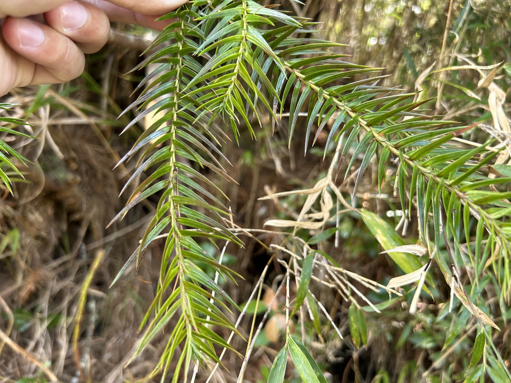 Cunninghamia lanceolata (Lamb.) Hook.