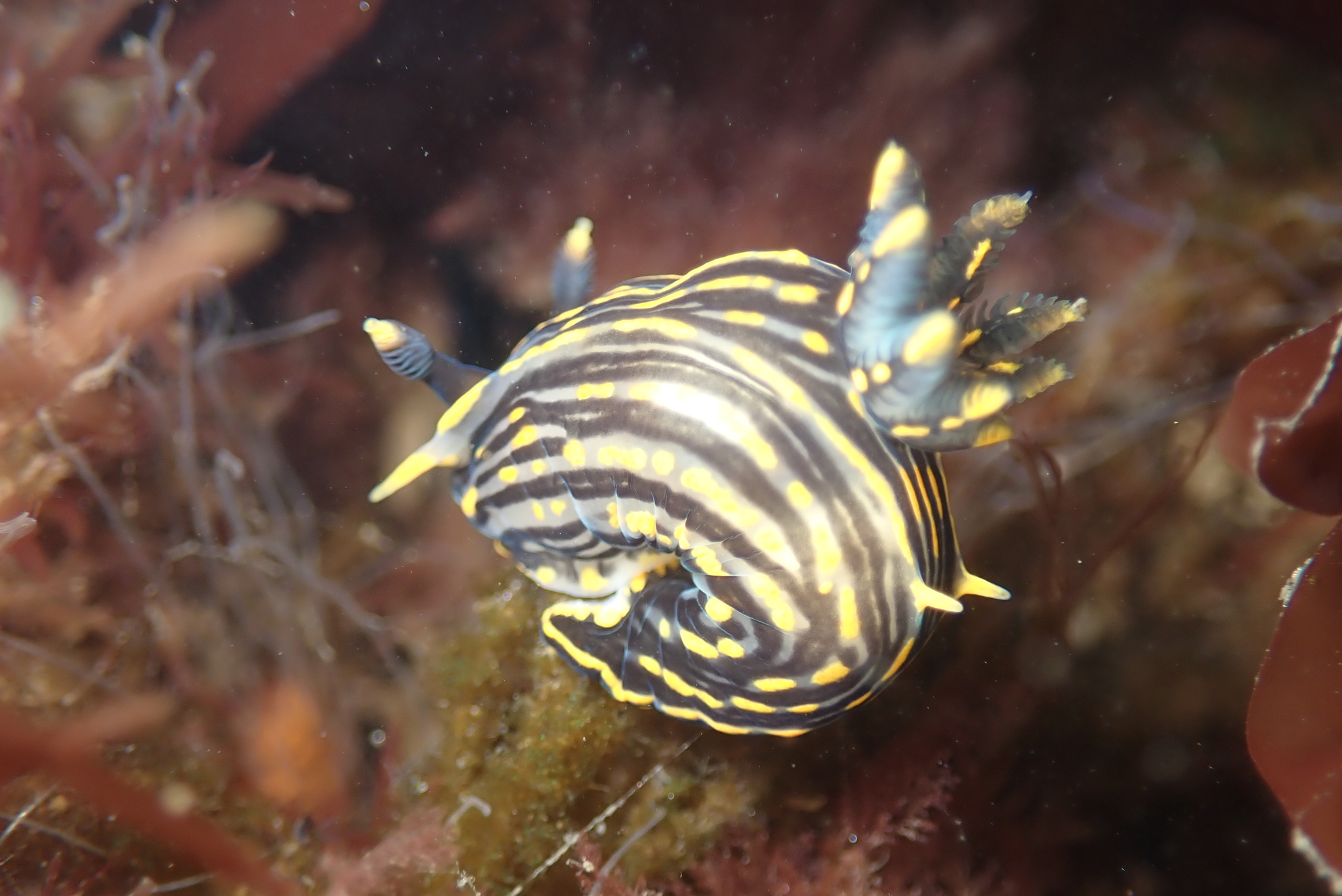Polycera atra MacFarland, 1905