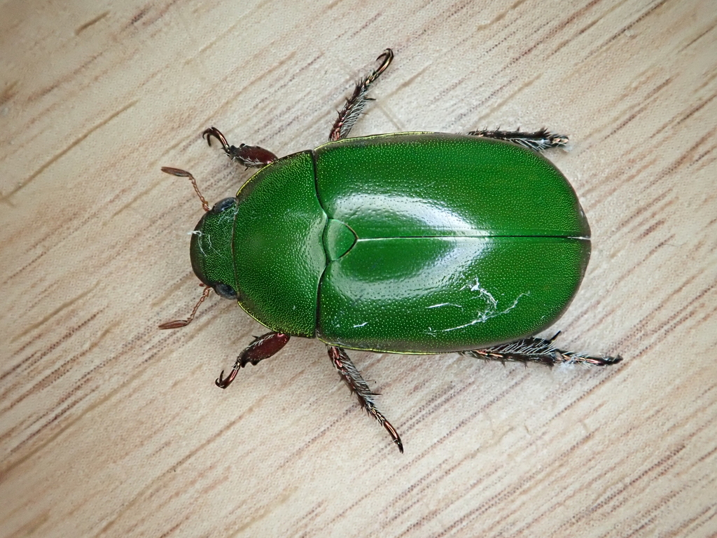 Anoplognathus punctulatus from Chambers Wildlife Rainforest Lodges ...