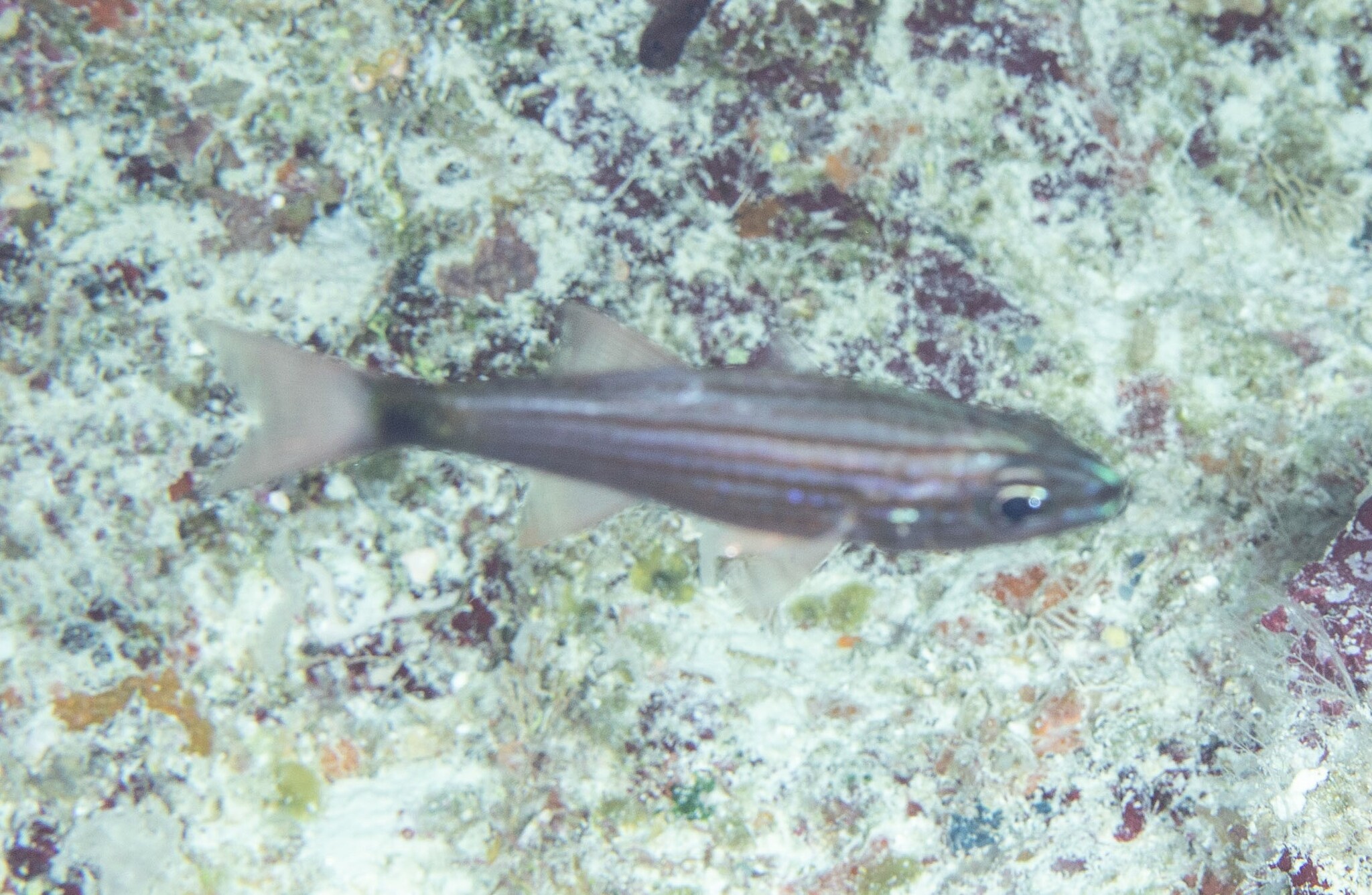 Cheilodipterus artus Smith, 1961