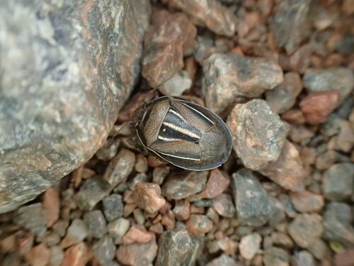 Genus Birna · iNaturalist