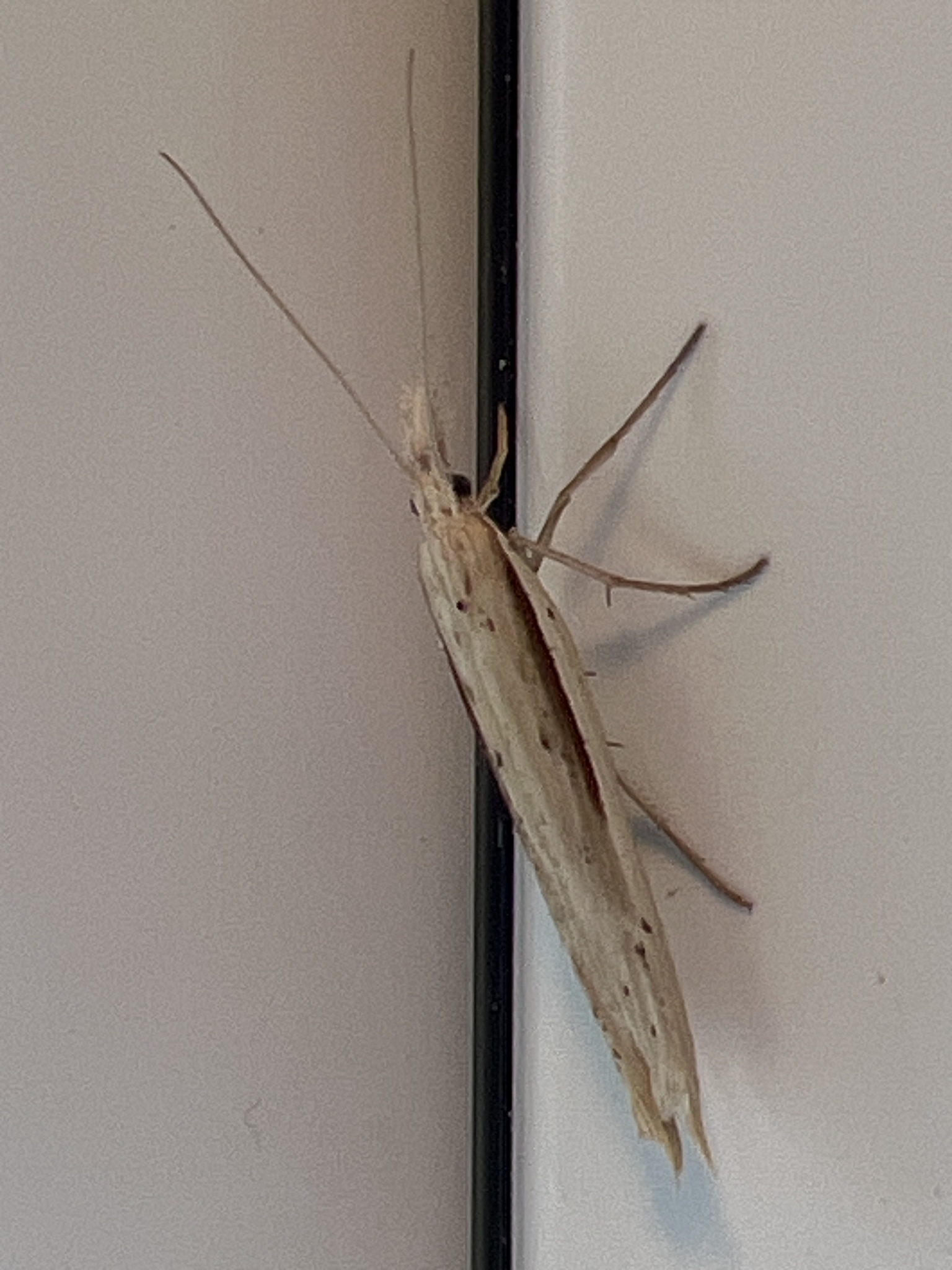 Ypsolopha mucronella (Scopoli, 1763)