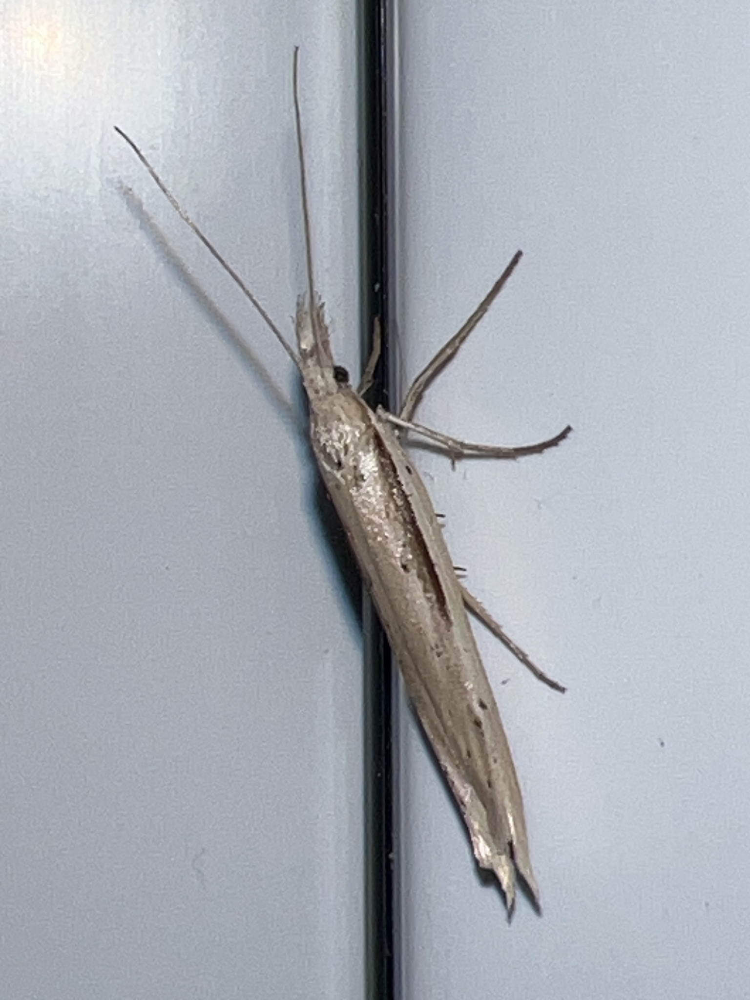 Ypsolopha mucronella (Scopoli, 1763)