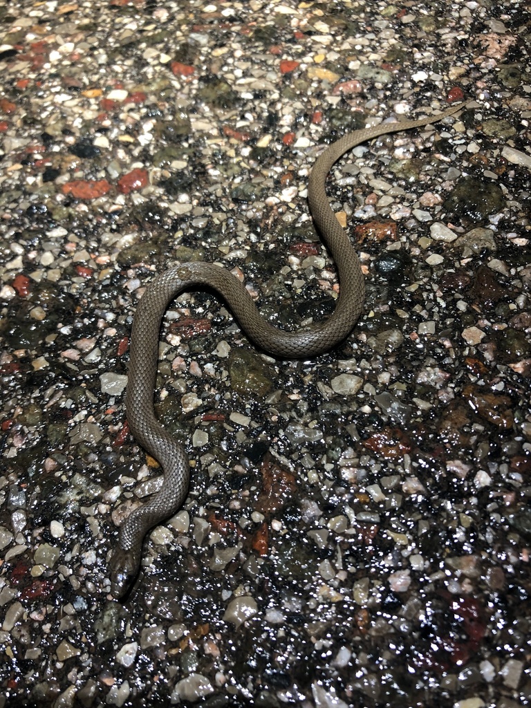 Rough Earthsnake from County Road 62, Mulhall, OK, US on April 10, 2023 at 11:36 PM by Neil ...