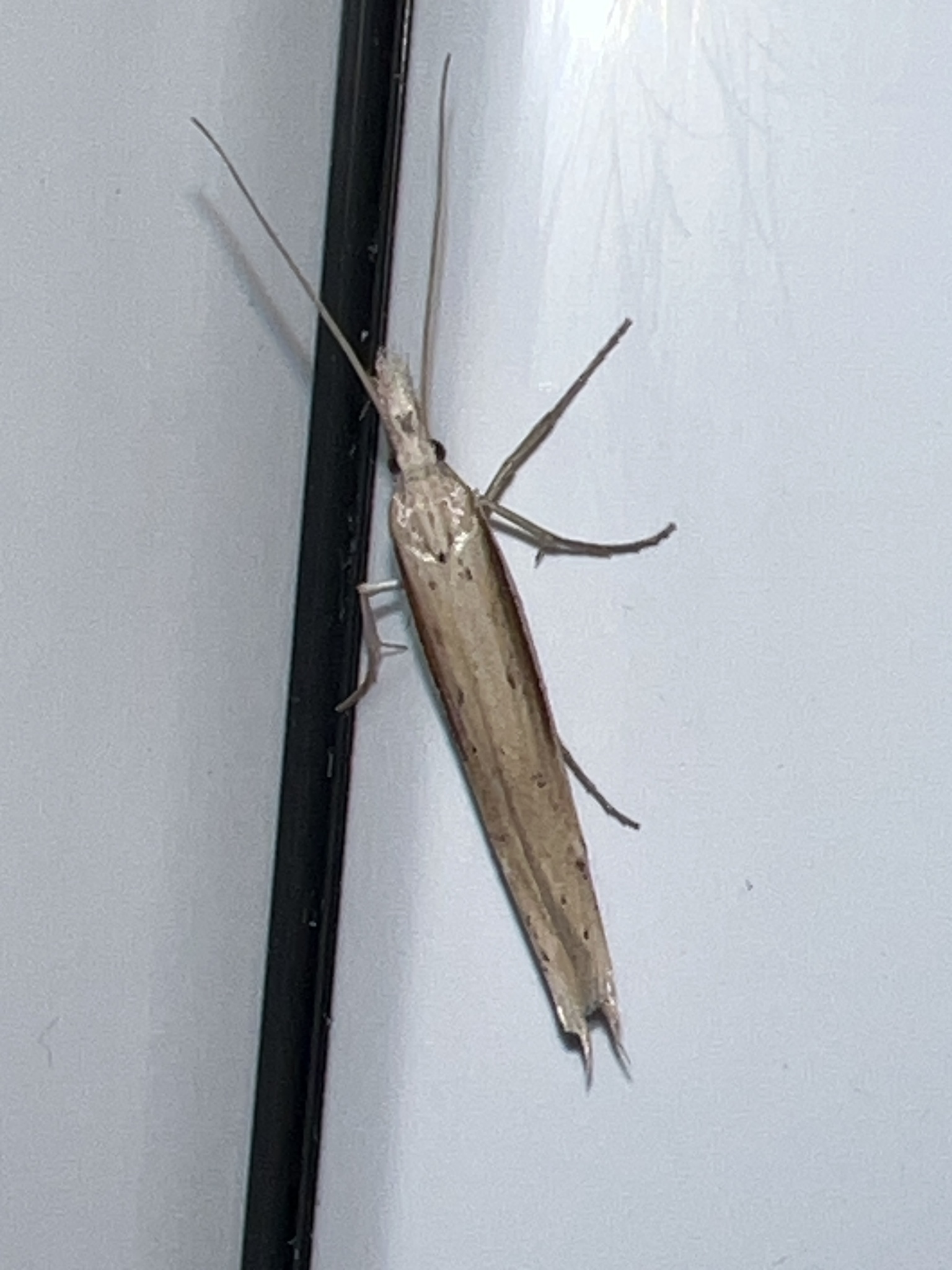 Ypsolopha mucronella (Scopoli, 1763)