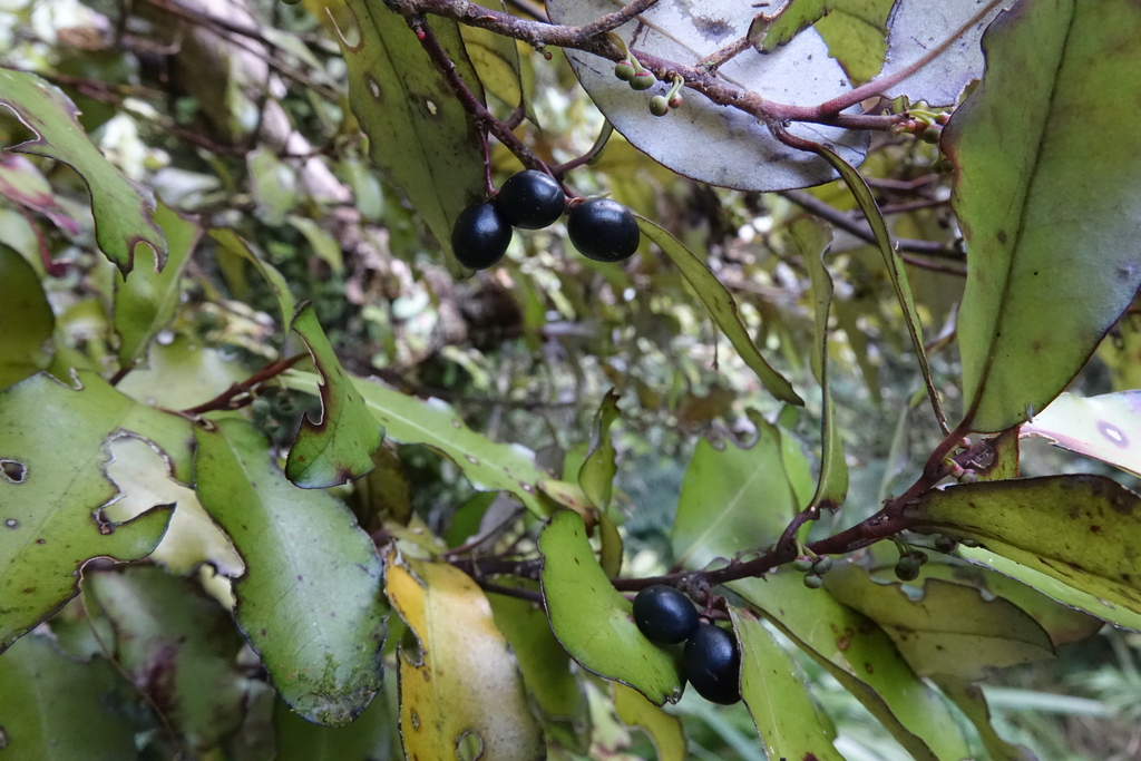 Mountain Horopito from Dunsdale 9872, New Zealand on April 09, 2023 at ...