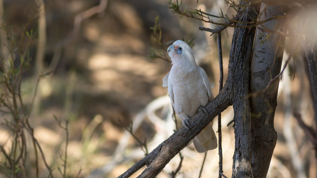 Eastern Little Corella in September 2021 by Sam Gordon · iNaturalist