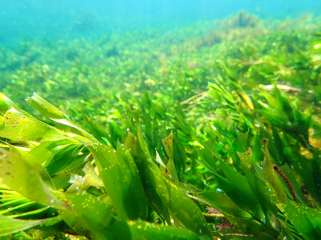 Sea Nymph from Queenscliffe, Port Phillip Heads, AU-VI, AU on April 11 ...