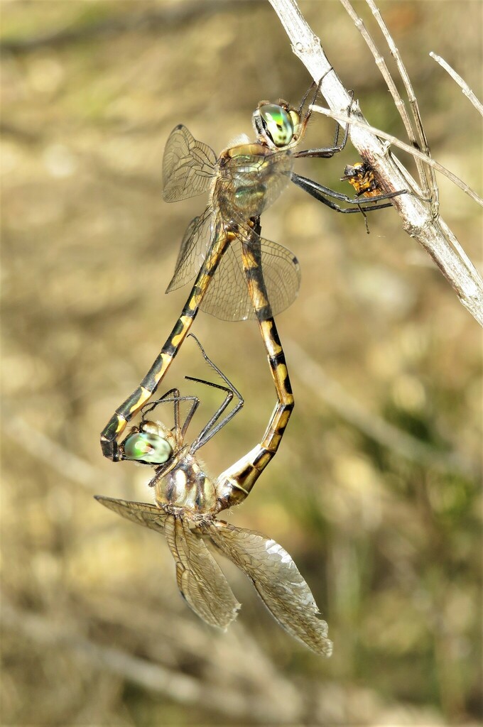 Australian Emerald Dragonfly from Wallaga Lake NSW 2546, Australia on ...