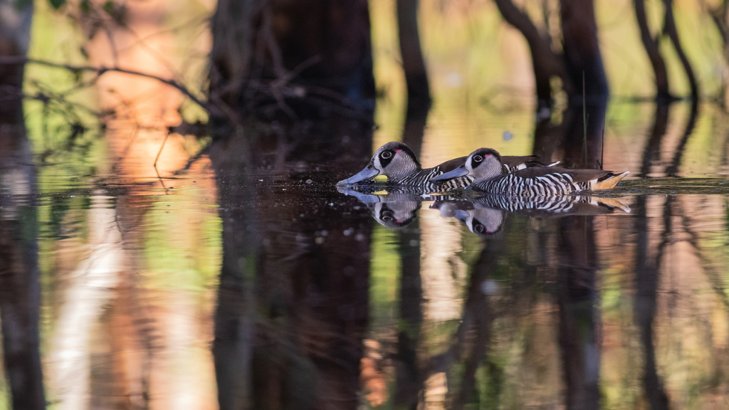 Pink-eared Duck from Adelaide SA, Australia on November 28, 2021 at 07: ...