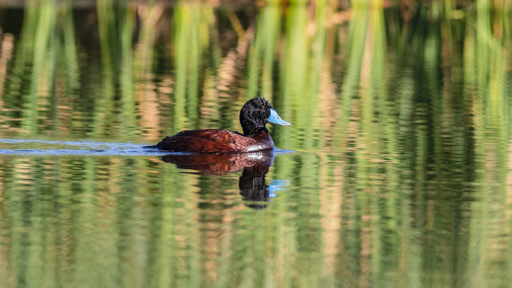 Blue-billed Duck from Adelaide SA, Australia on November 28, 2021 at 08 ...