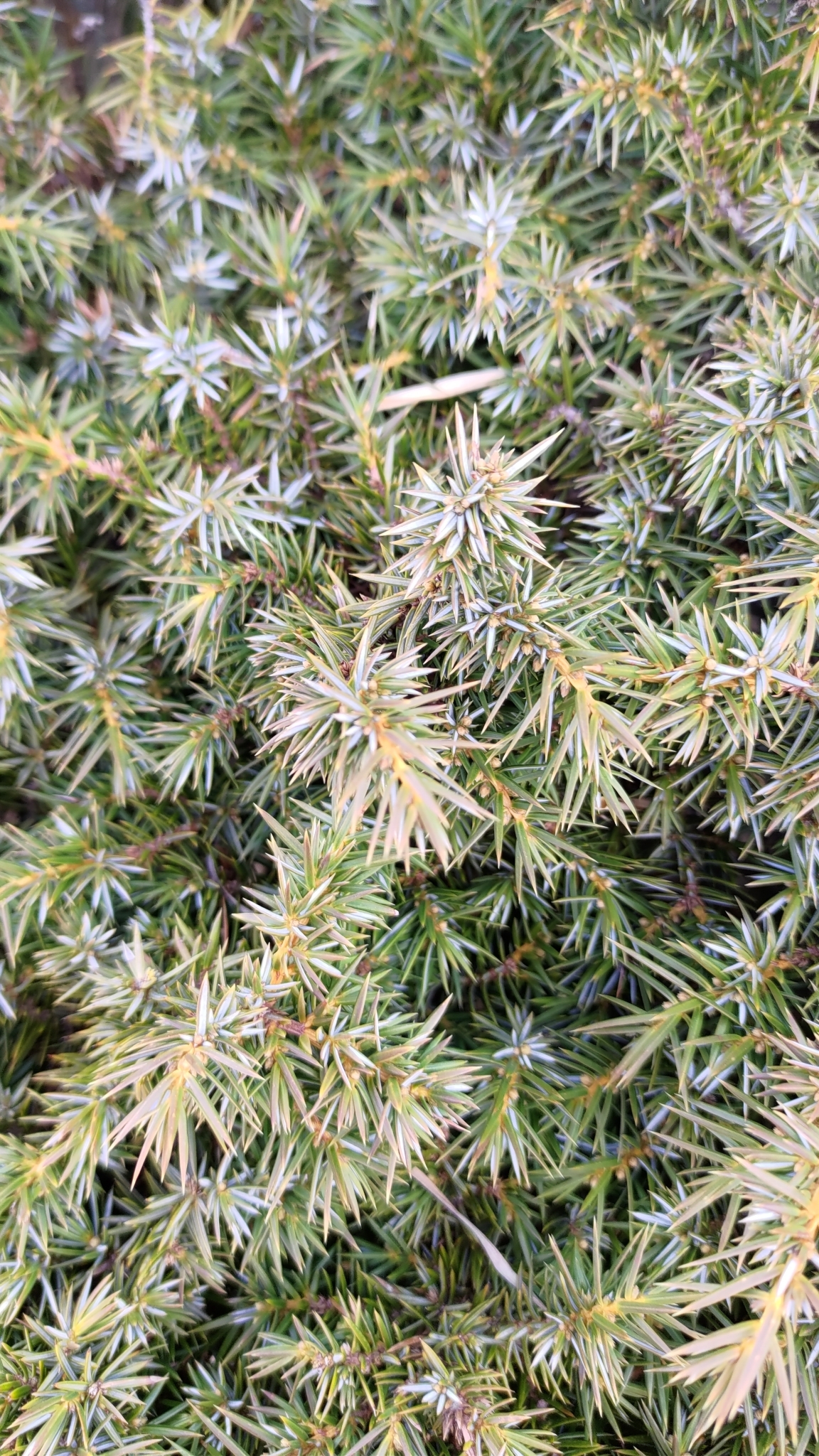 Juniperus formosana Hayata