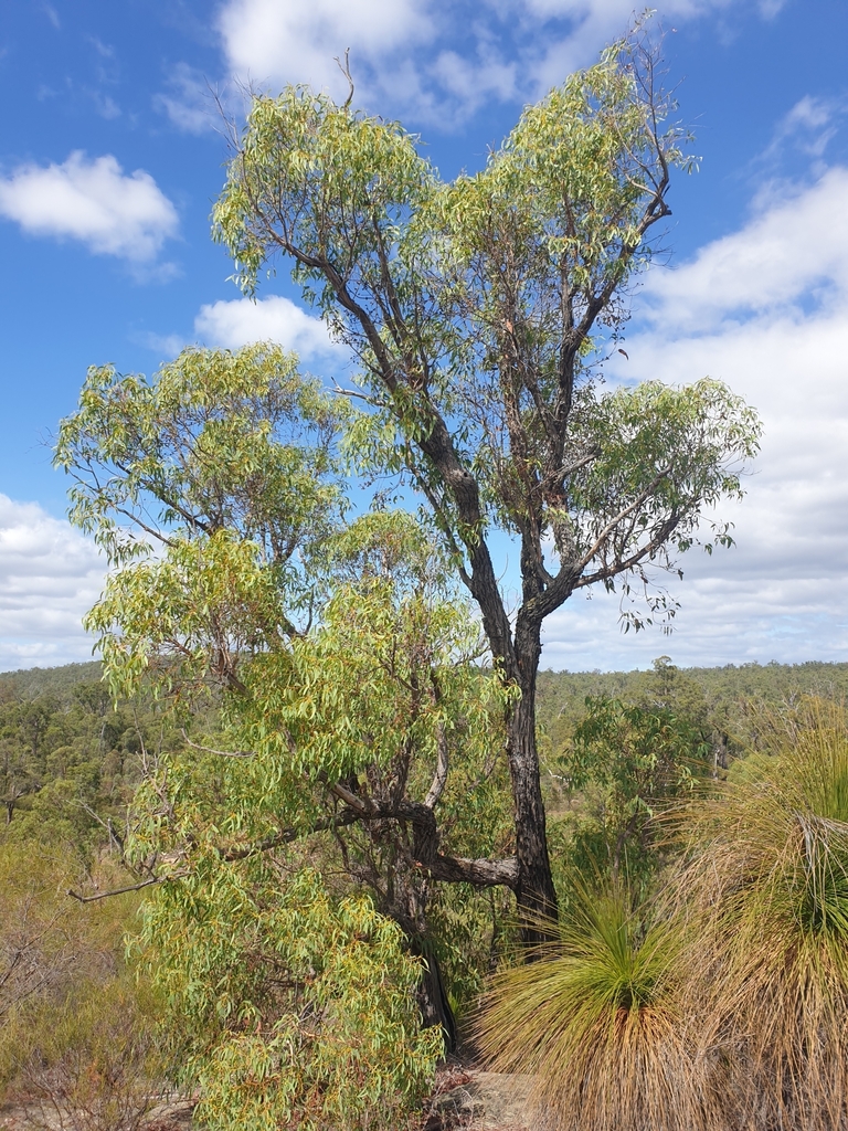 Yarri (Walpole Wilderness Eucalypts ) · iNaturalist
