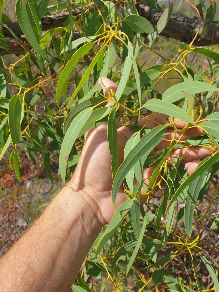 Yarri (Walpole Wilderness Eucalypts ) · iNaturalist