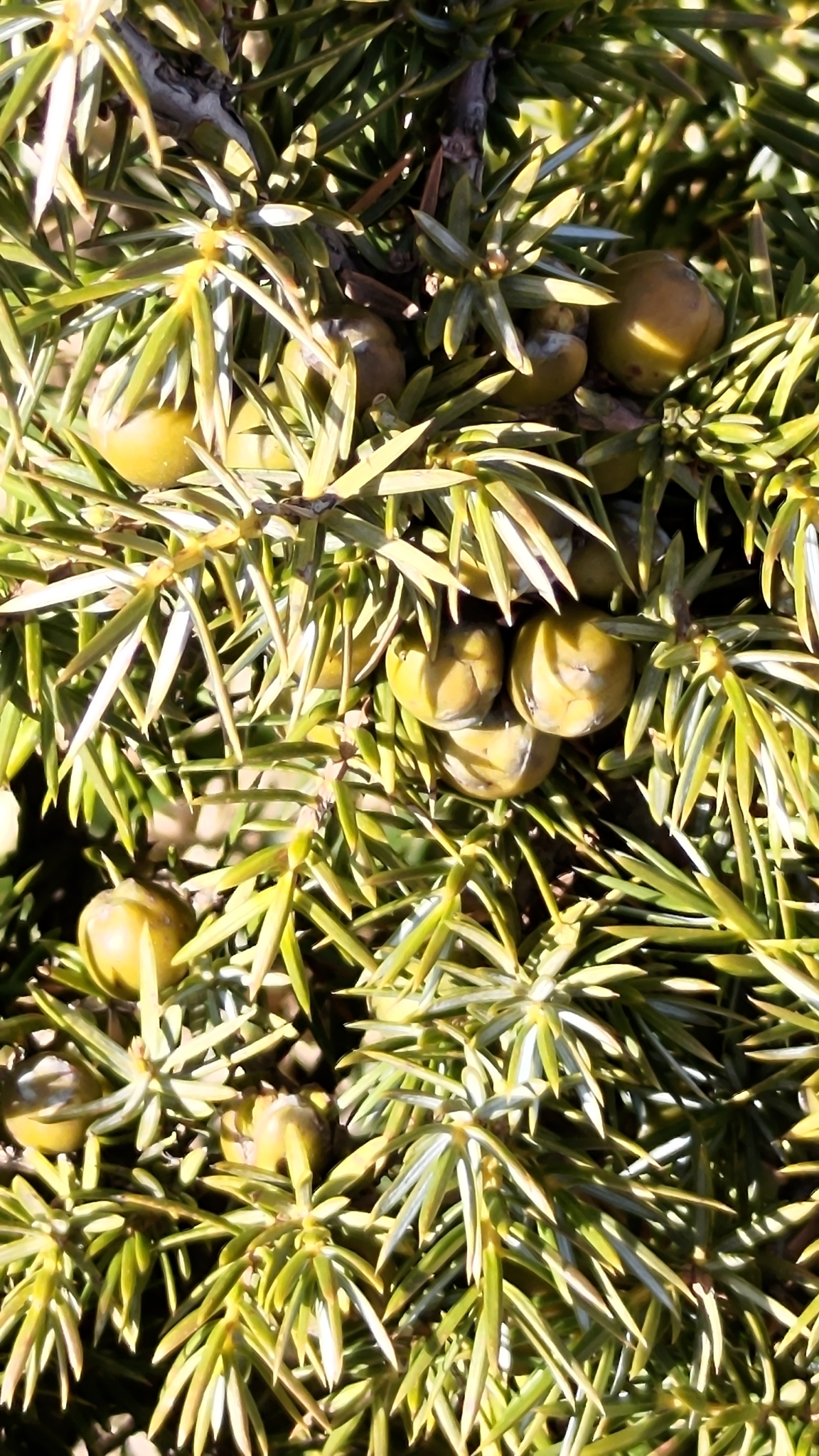 Juniperus formosana Hayata