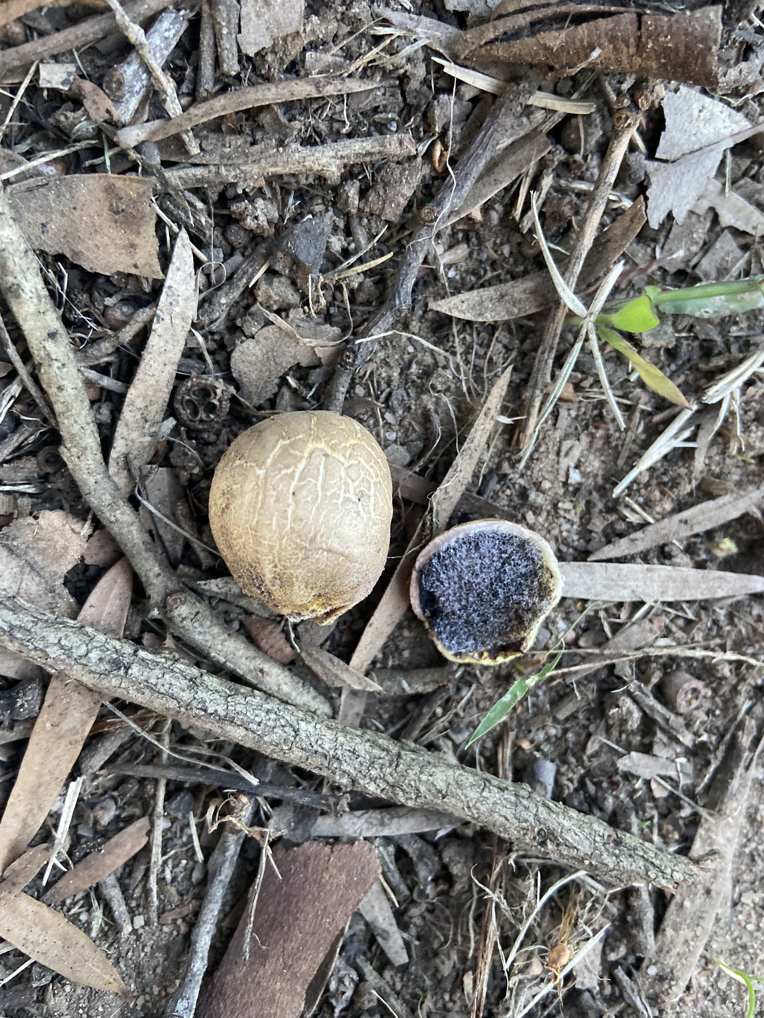 Scleroderma cepa Pers.