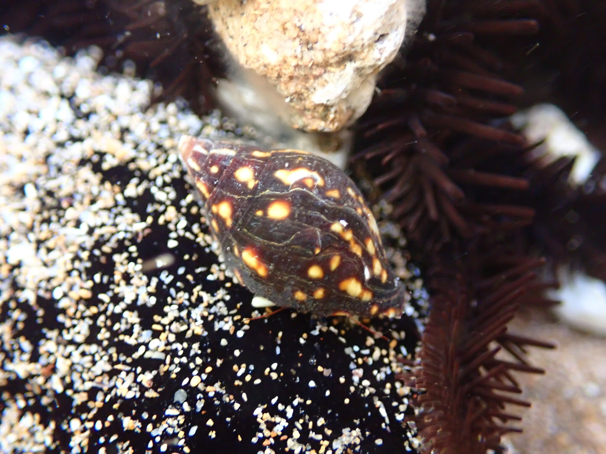 Strigatella litterata (Lamarck, 1811)