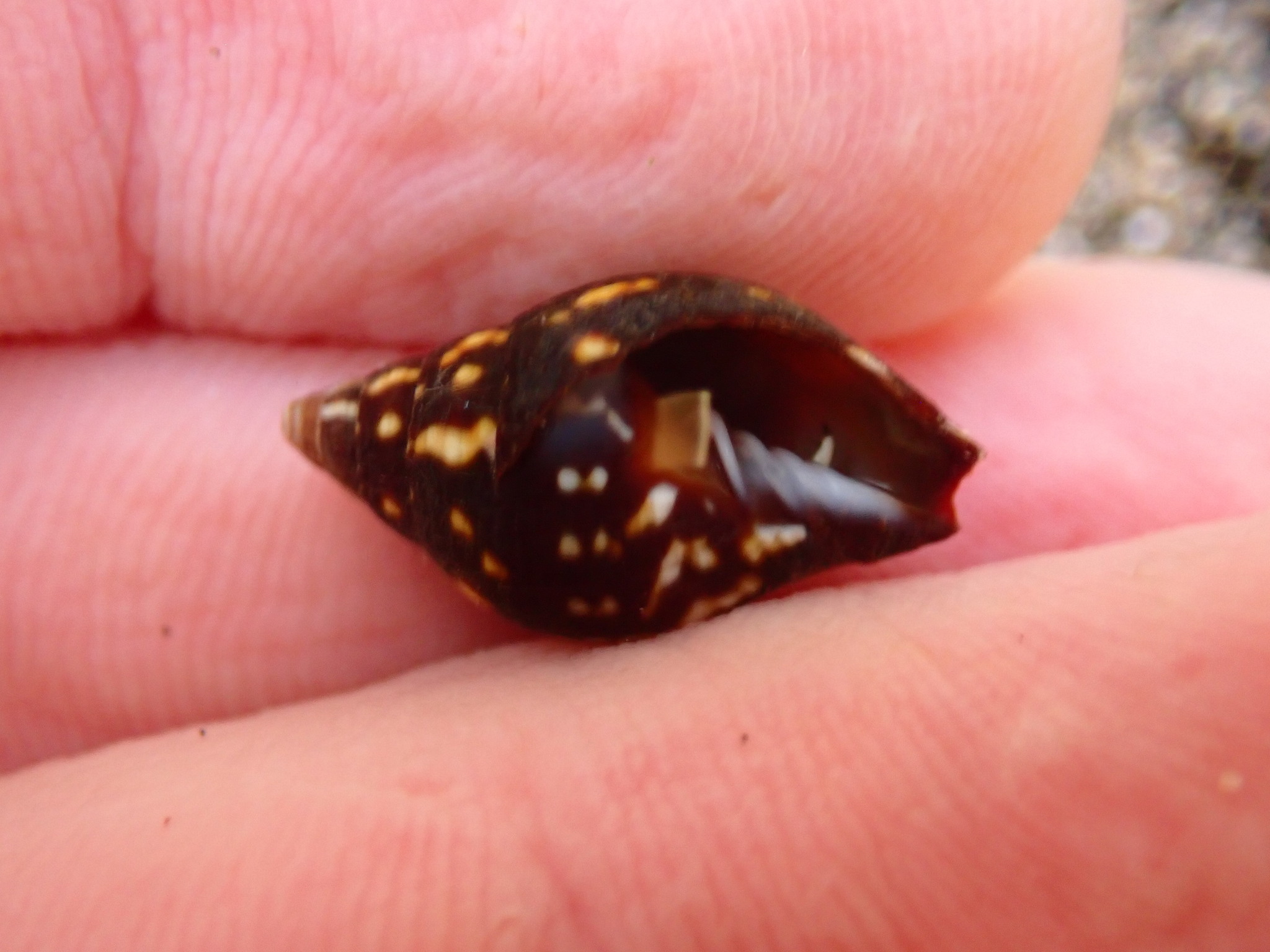 Strigatella litterata (Lamarck, 1811)